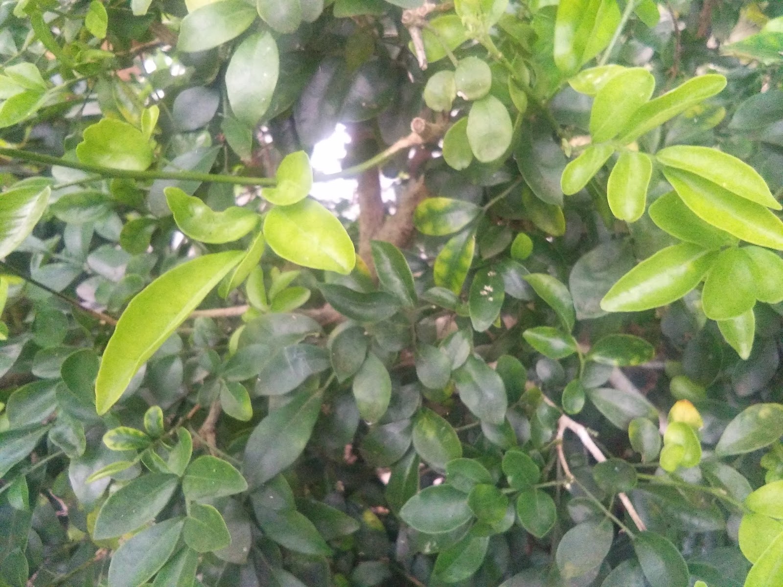 D' Qasih: unique leaf pattern ....... like a natural art ...