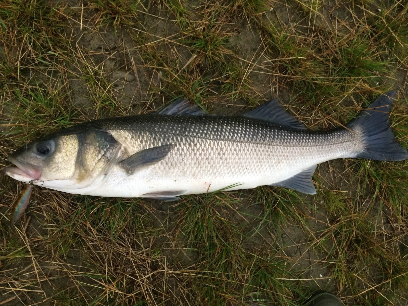 Oosterschelde baars: Trugkieke 10: zeebaars seizoen 2016