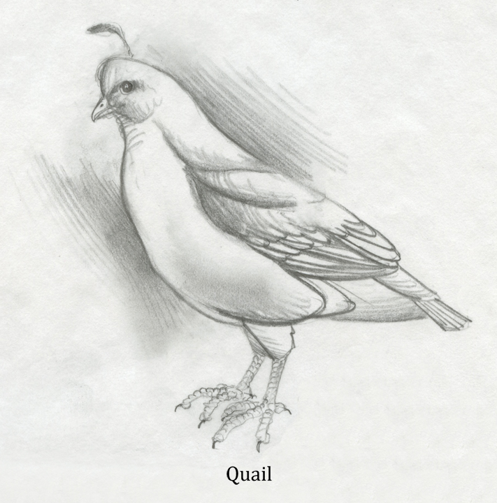 Sandy Scott Art: #434 In the studio: Bird anatomy, con't