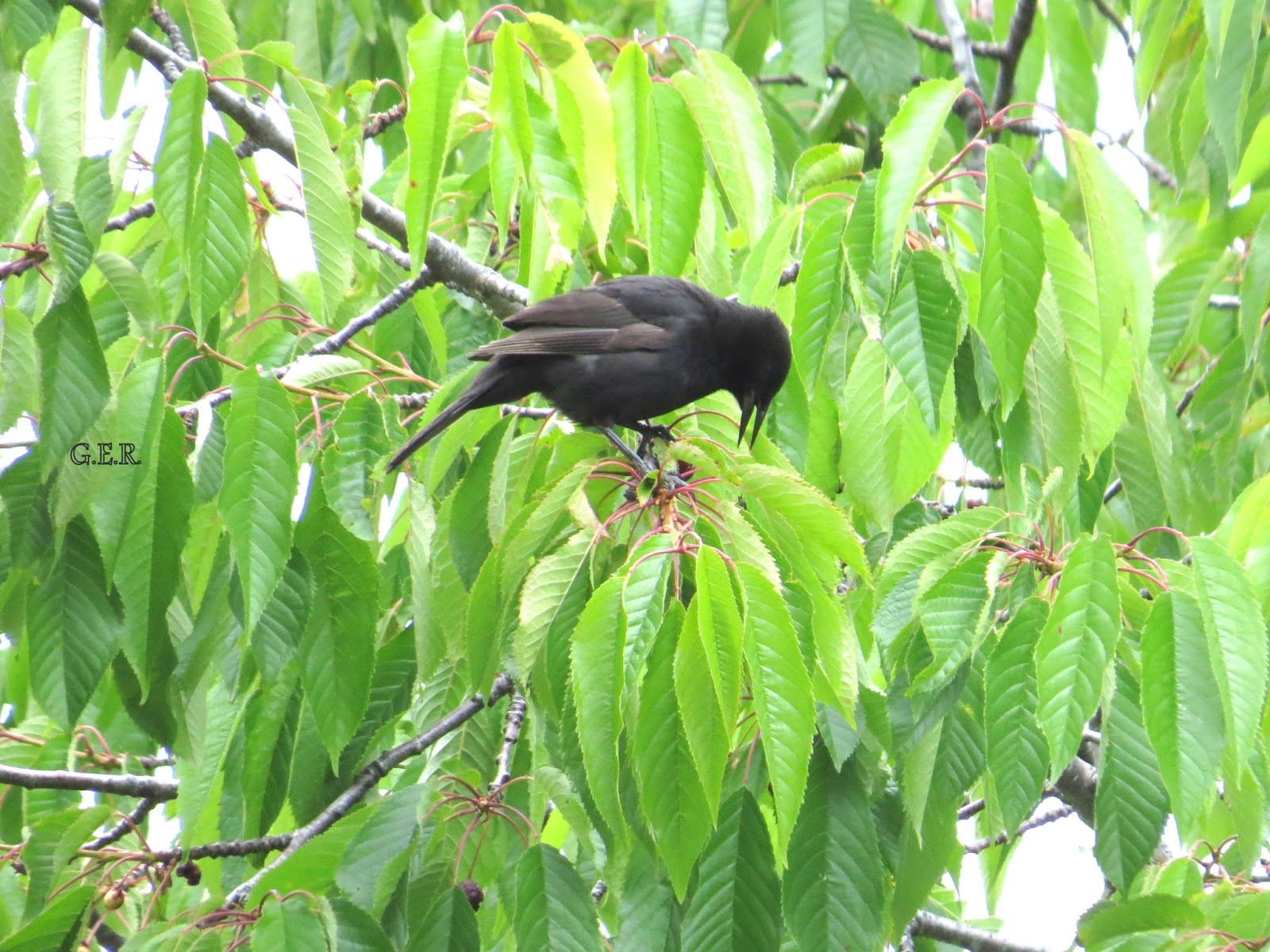 Aves del Golfo San Jorge: Tordo patagónico (Curaeus curaeus)