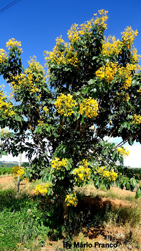 Meu Cantinho Verde: PAU-FAVA, ALELUIA - ( Senna macranthera )