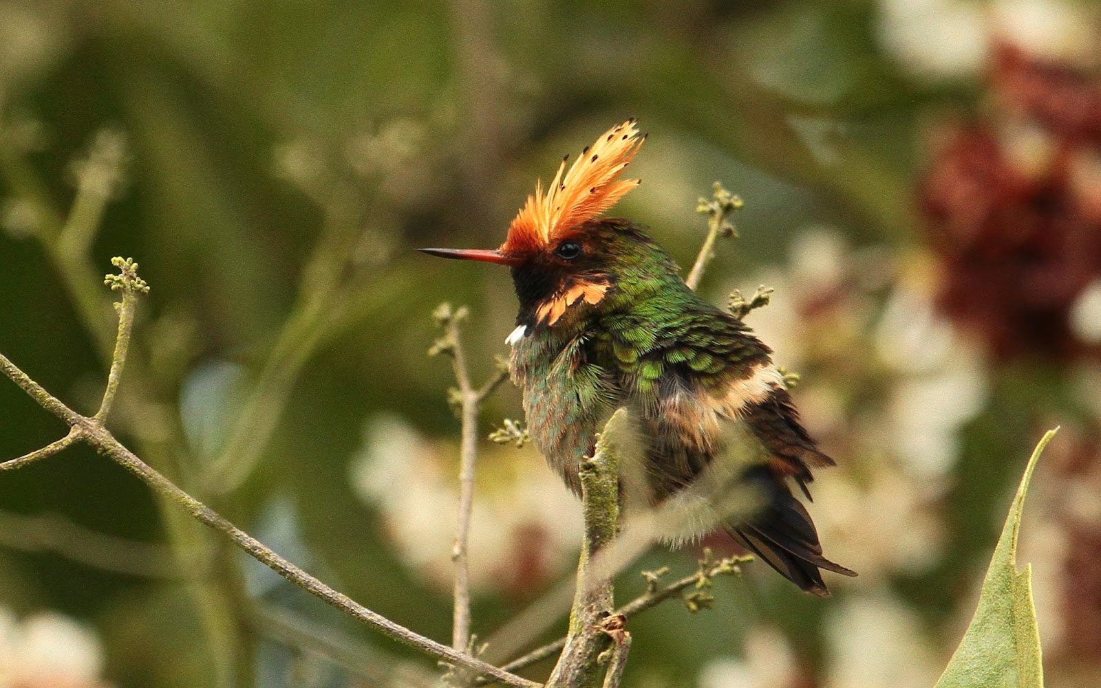 Nuestro bello mundo...: Spangled Coquette, male, Lophornis stictolophus ...