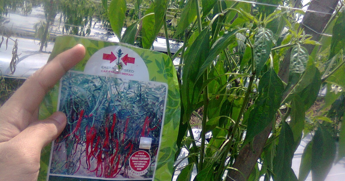 5 Penyebab Umum BUNGA CABE Gampang RONTOK - Rumah Petani