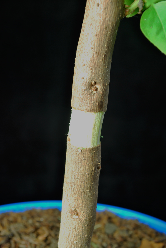 Air Layering | Bougainvillea Bonsai Cutting (2) Progression Series ...