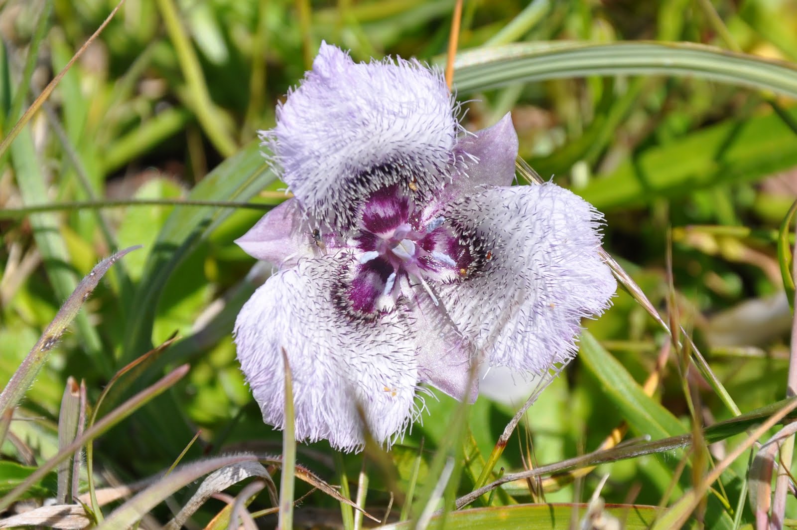perobscurus: Tolmie Star Tulip