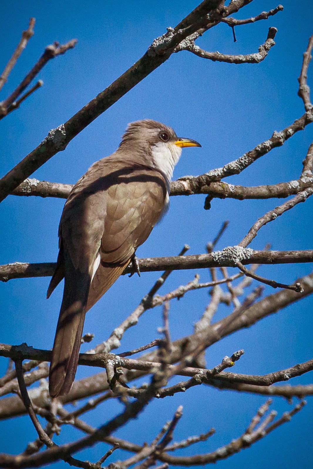Cuckoo Bird Flying
