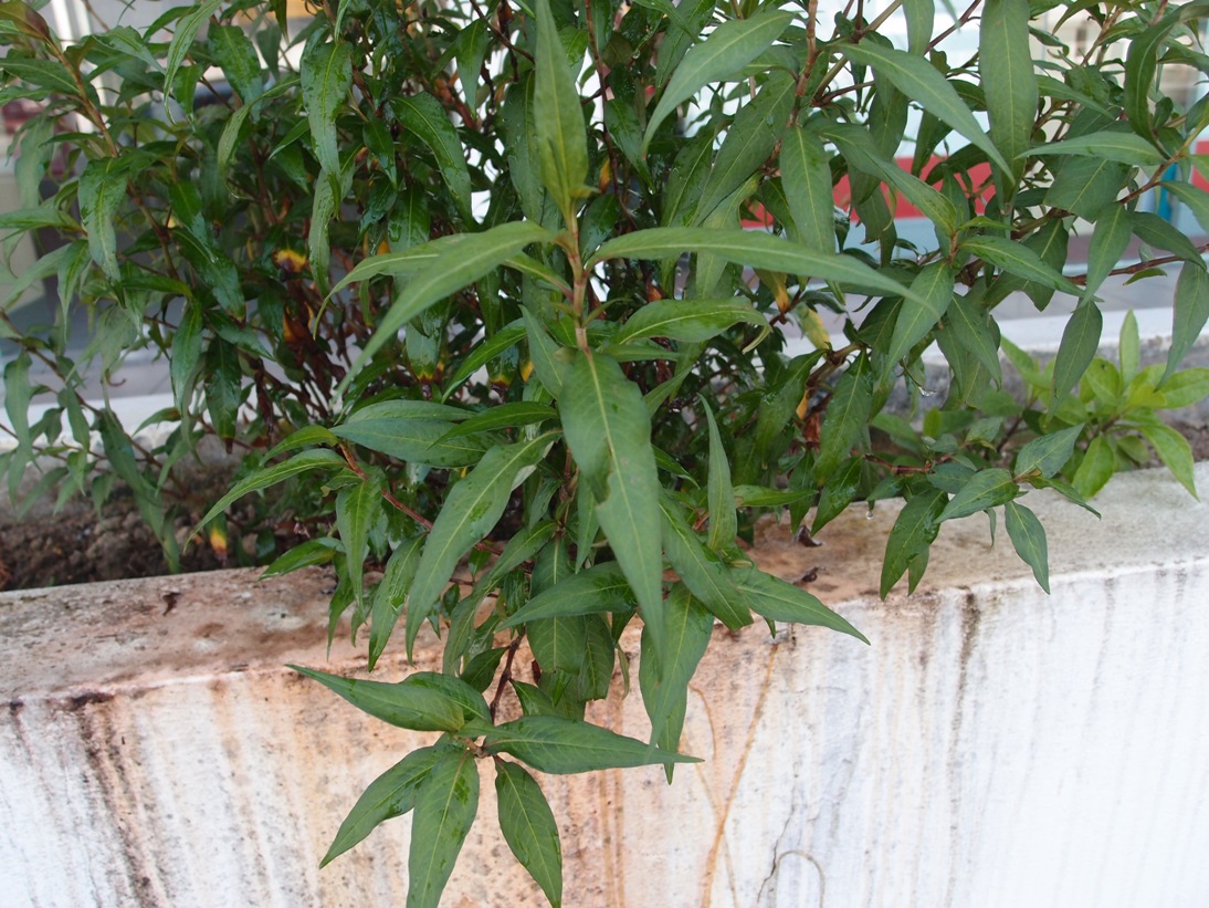 Xing Fu: LAKSA LEAVES (DAUN KESOM)