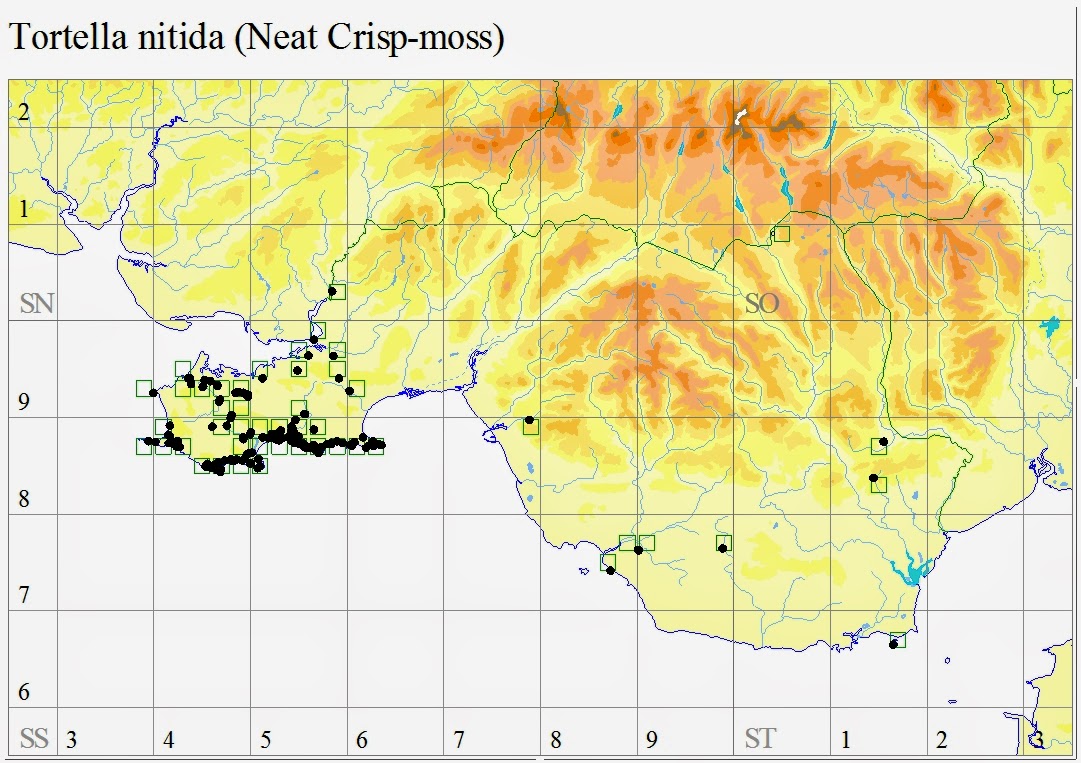 South Wales Bryophytes: Tortella torment