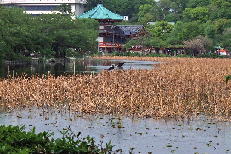 Tokyo Snap Photo: Shinobazu Pond after Rain