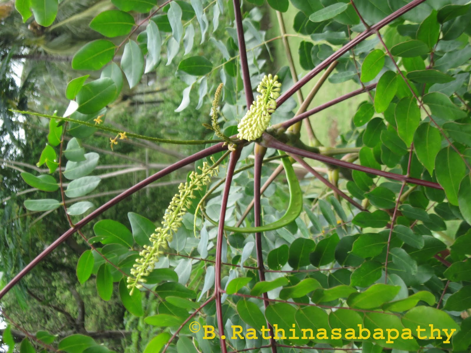 நீலகிரி உயிர்க்ேகாளம் : யானைக் குண்டுமணி, குன்றிமணி
