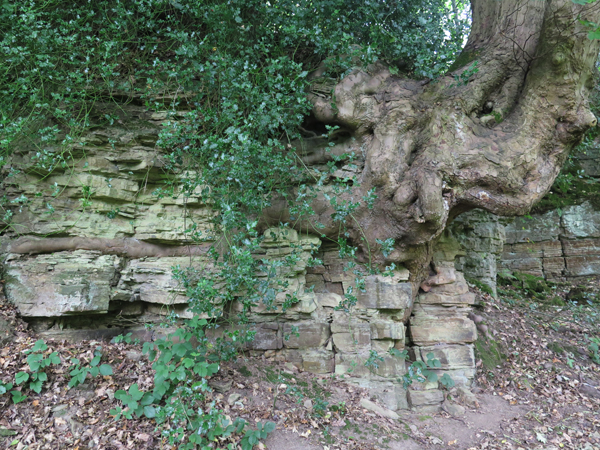 The Language of Stone: Geology & Archaeology in Loxley