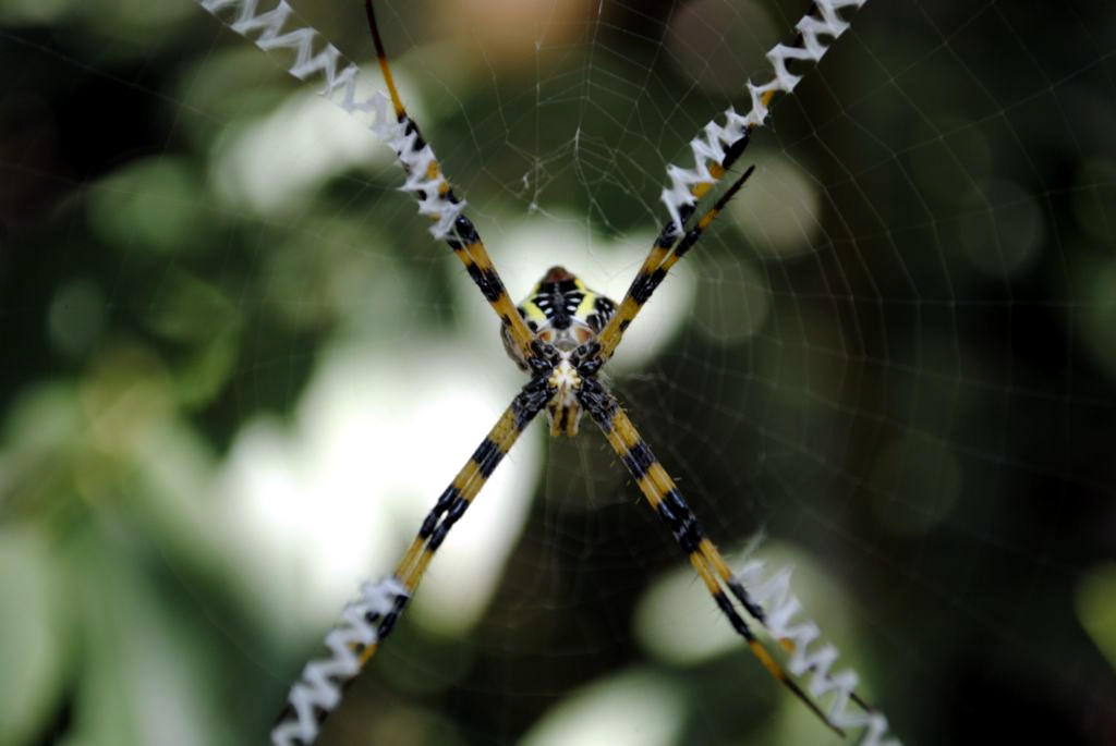 Science Doing: Tricky spiders' web and 33 new species of trapdoor spider