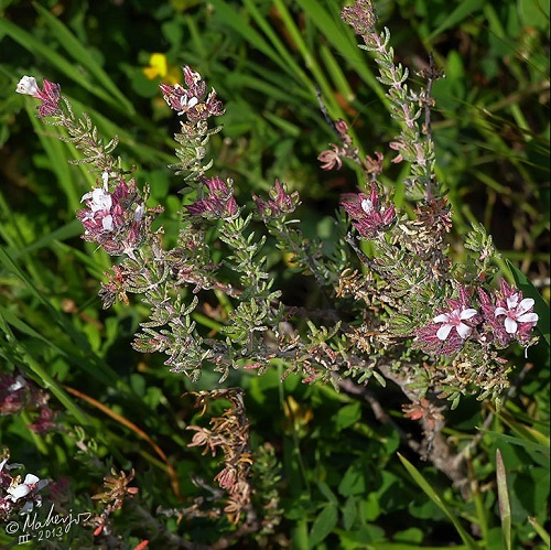 BIODIVERSIDAD COSTA GRANADINA Y...: Tomillo sapero (Frankenia corymbosa)