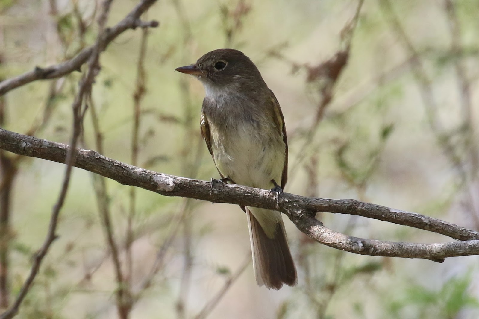 Antshrike's Bird Blog: Empidomania at Santa Ana NWR, 8/9/16