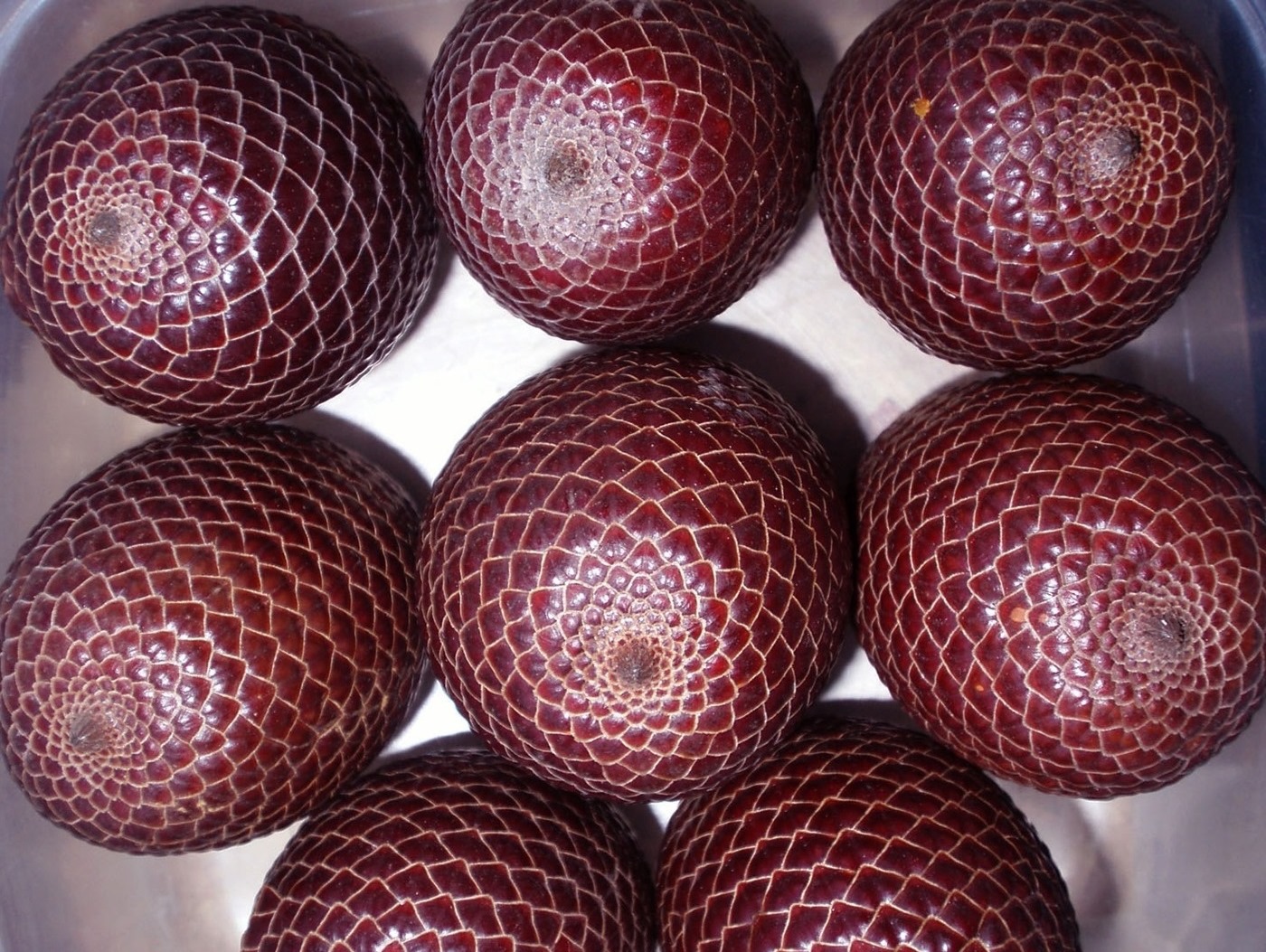 Blog do Edu Ambiental: Buriti