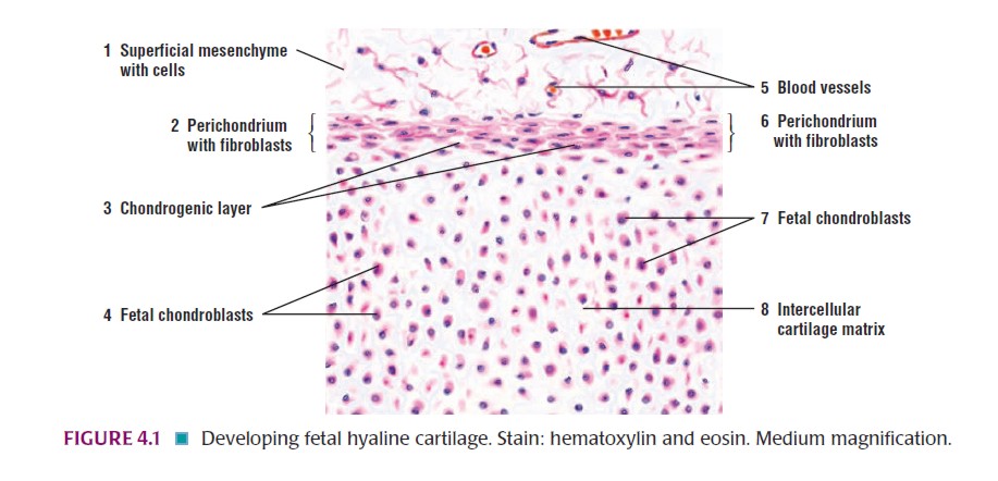 Histologi:Jaringan Tulang dan Kartilago | BlogK Putih