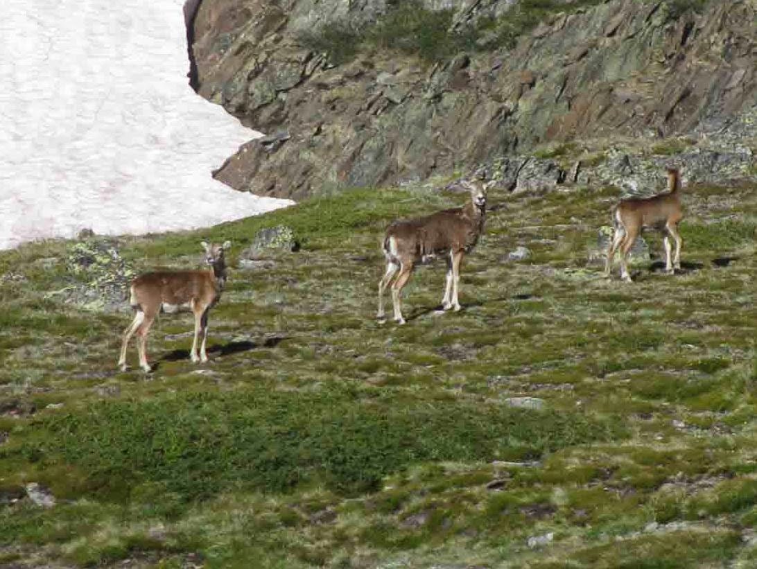 Pyrenees Mountain Adventure