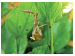 Control biológico de insectos: Campamocha, rezadora, mantis religiosa ...