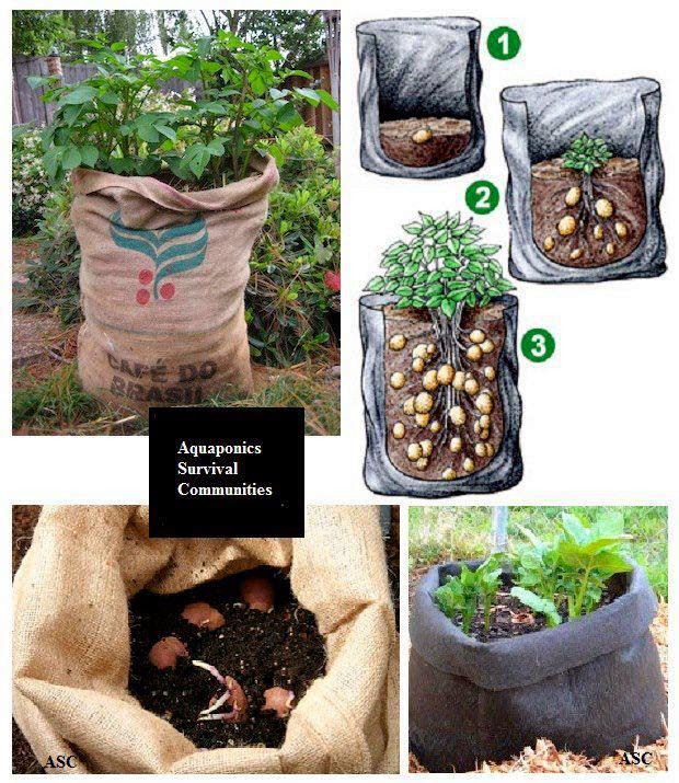 permaculture : sac a pomme de terre