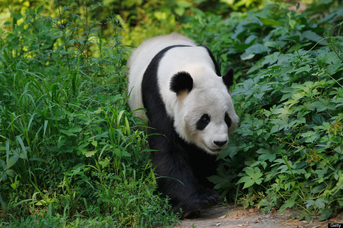 White Wolf : France's Beauval Zoo To Recycle Panda Poop, Turn Animal ...