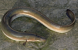 Monster Girl Enciclopedia Latina: ECM - Unagi Joro