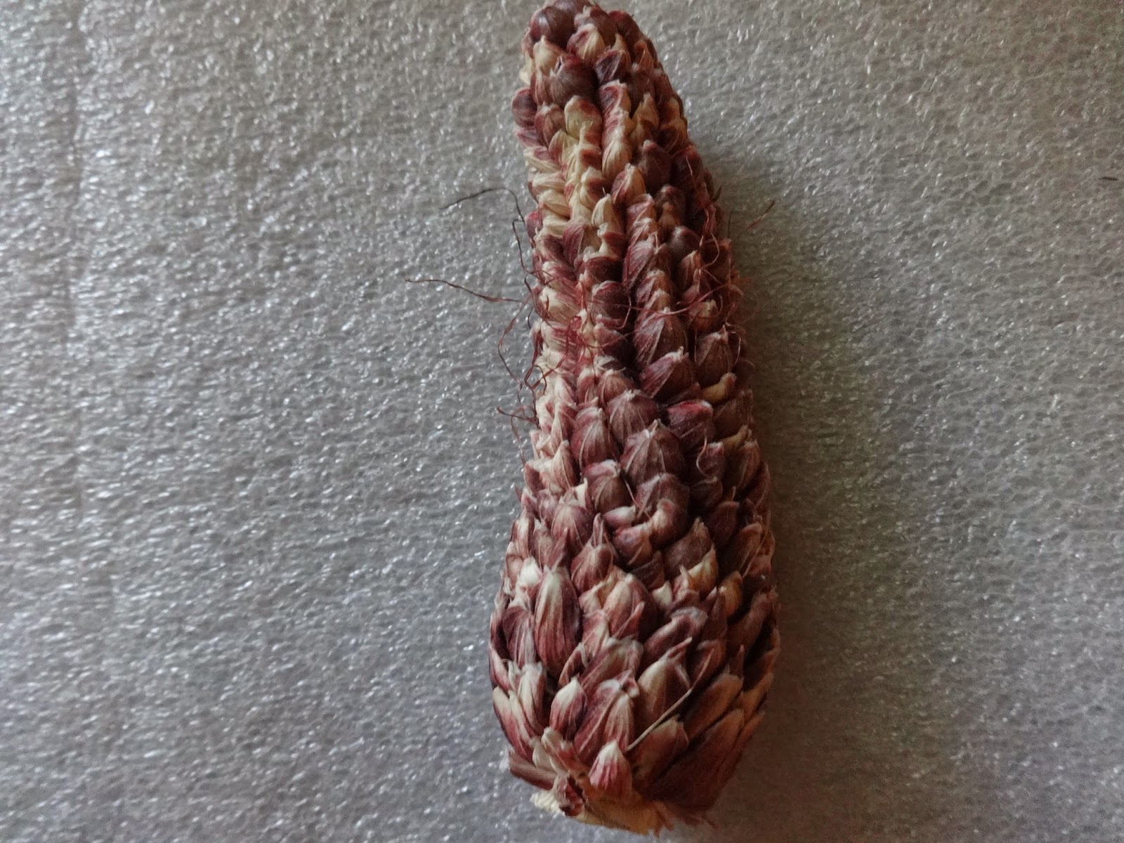 The Perennial Agriculturalist: pod corn