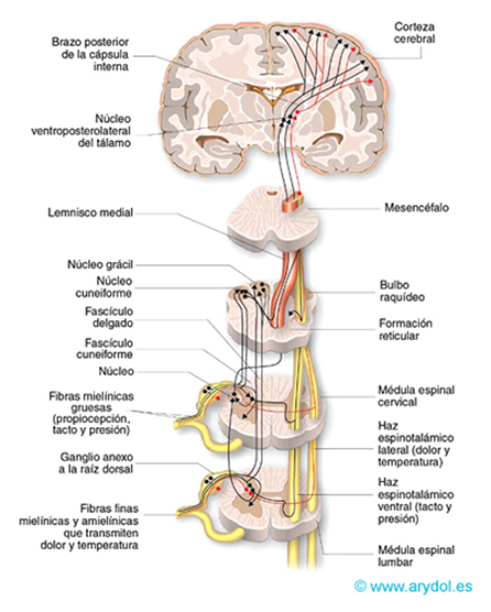 MIEMBRO INFERIOR: NEUROLOGIA