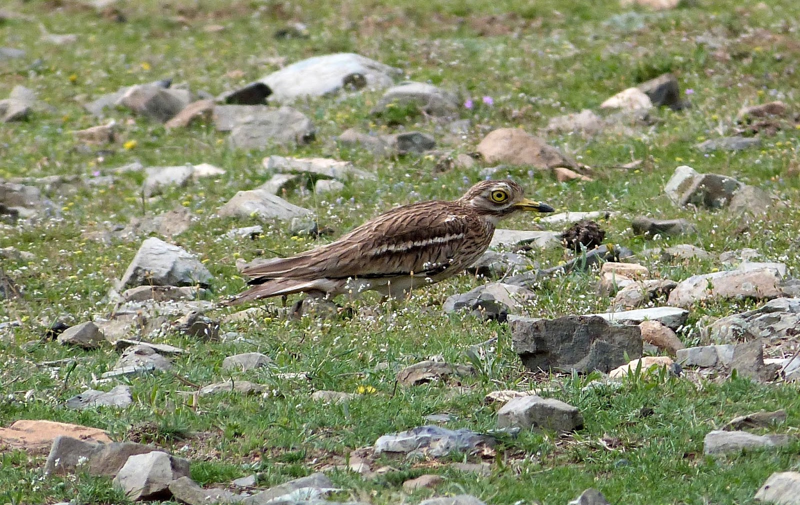 Frumusetile naturii: Pasarea ogorului (Burhinus oedicnemus)