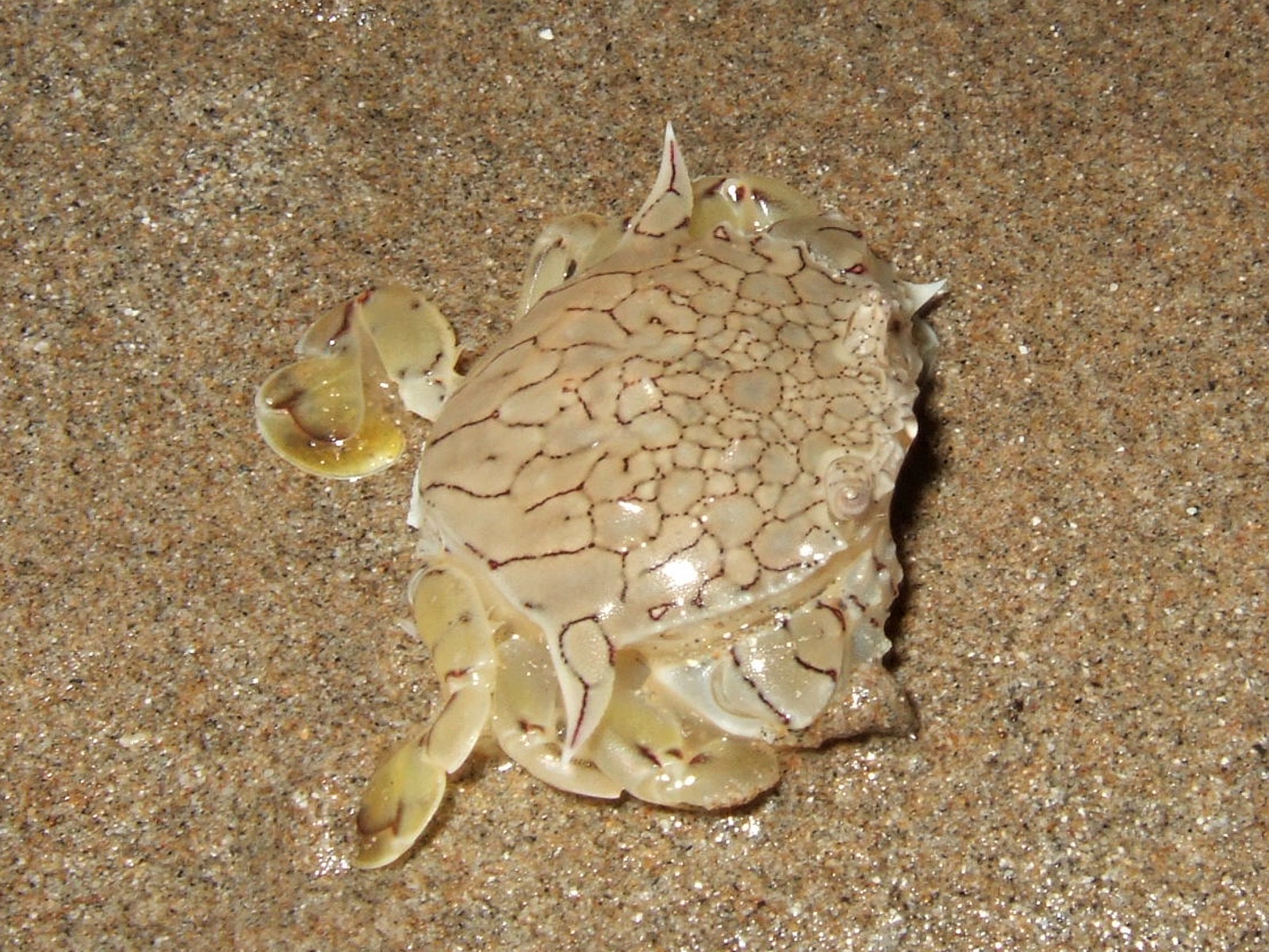 Real Monstrosities: Moon Crab