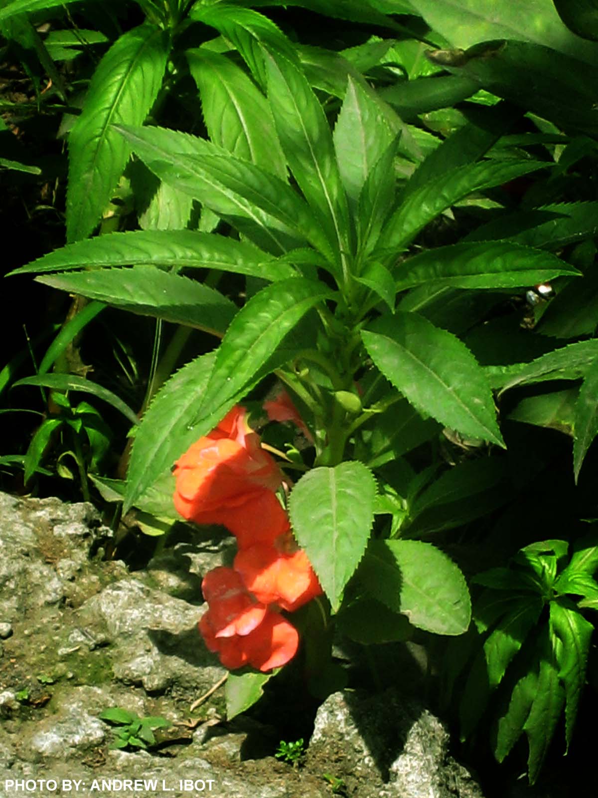 Ako si ANDREW IBOT!: Kamantigui - Halamang Gamot / Herbal Medicine