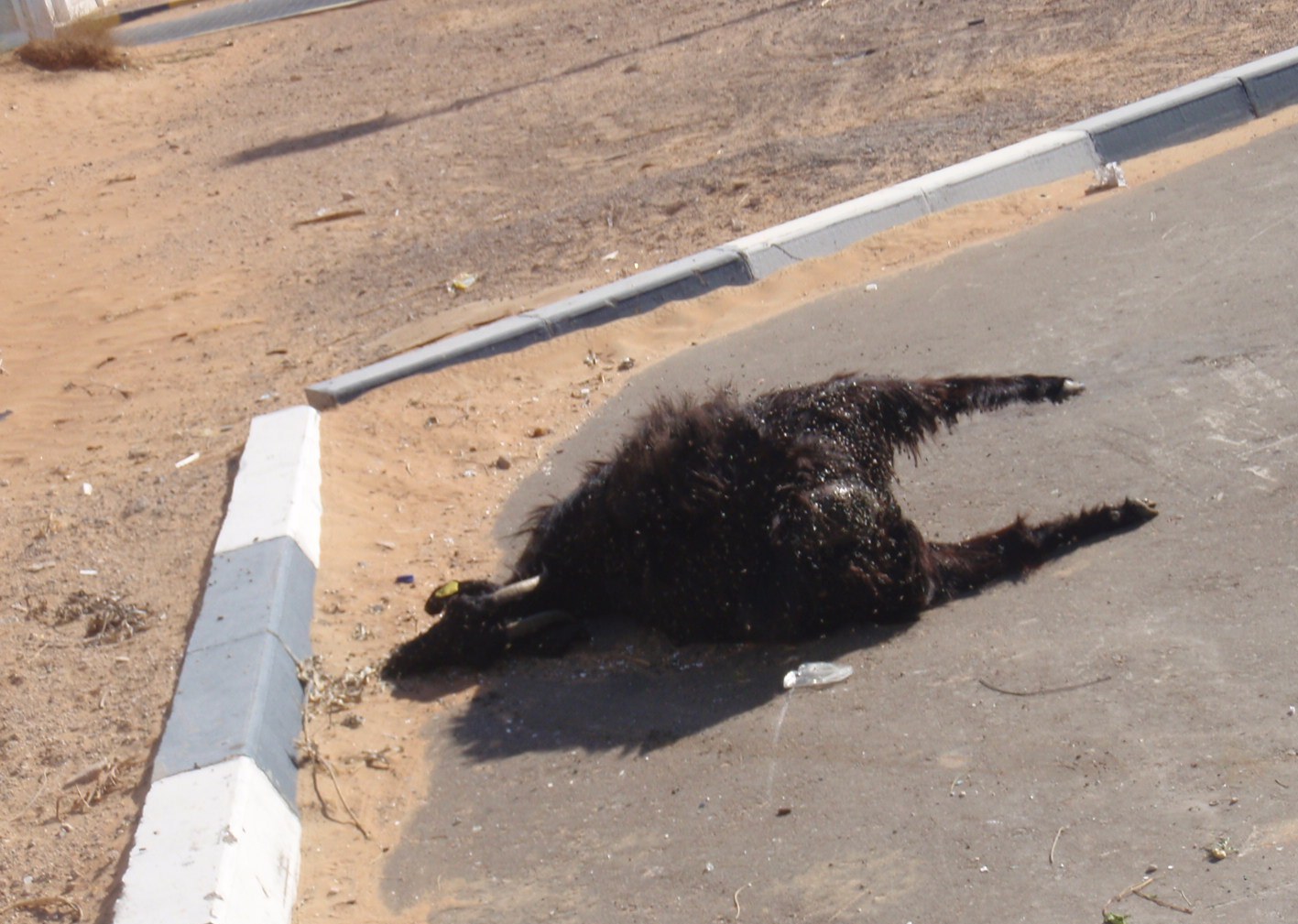 The Voices in My Head: Lord of the Flies....