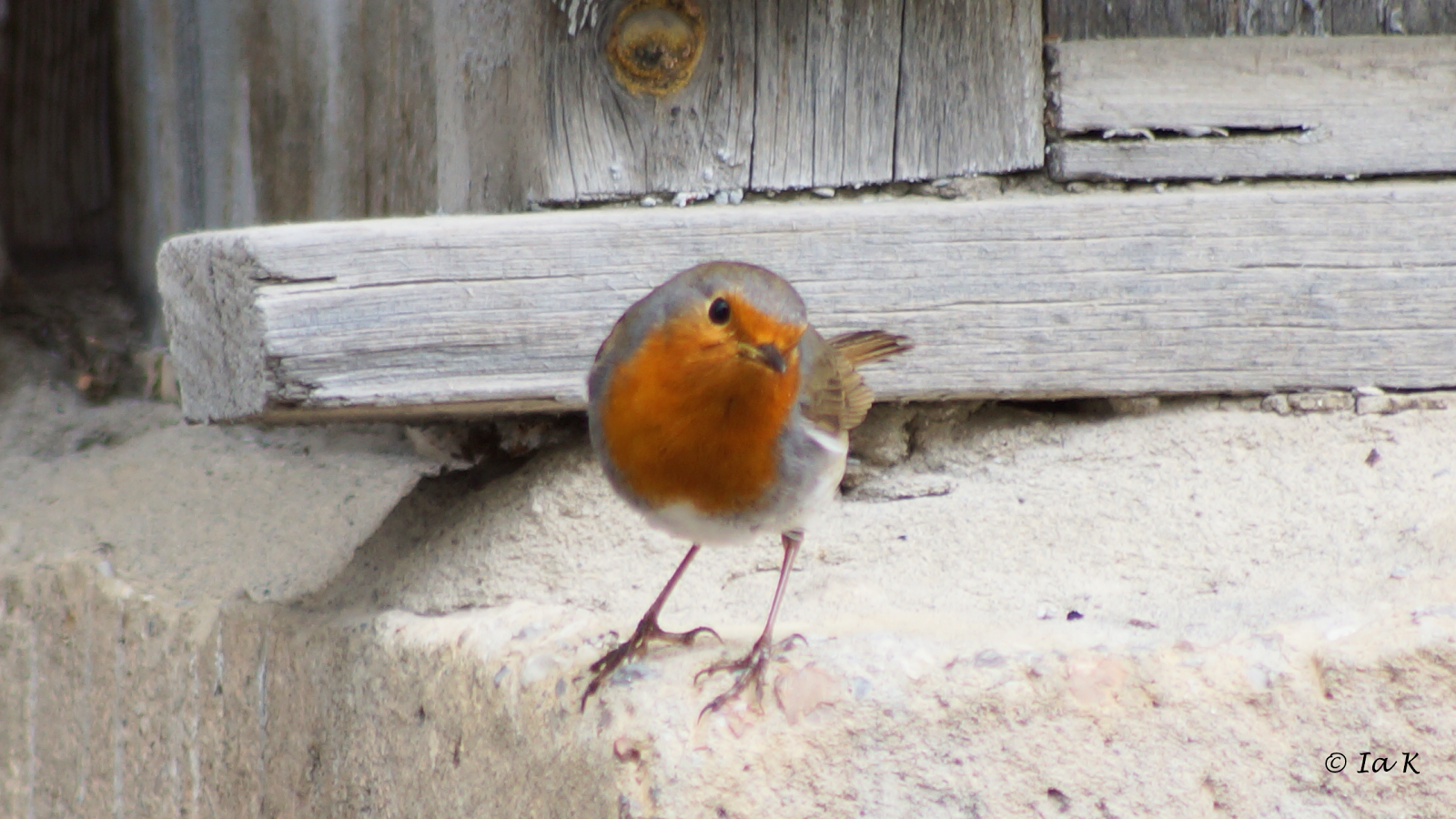 Birds (Avis) ჩიტები