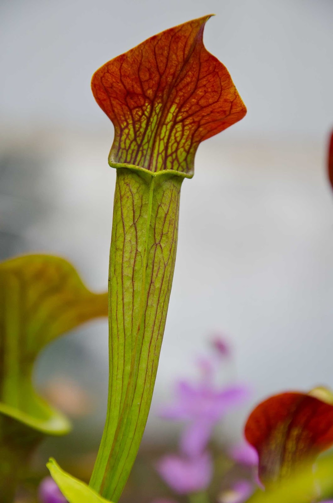 Pitcher Plant