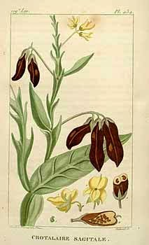 Flora de Puerto Rico Ilustrada Papo Vives: FABOIDEAE CROTALARIA ...