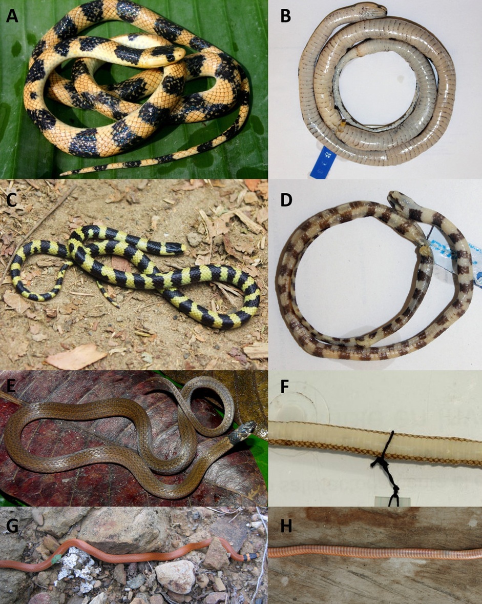 Species New to Science: [Herpetology • 2016] Tantilla tjiasmantoi • A ...