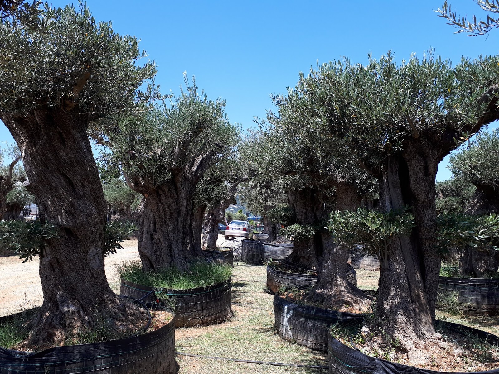 ΦΥΤΩΡΙΑ ΔΕΛΤΑ NURSERIES DELTA TREES LTD: Ελαιόδεντρο Mega-bonsai, στην ...