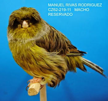 canarios