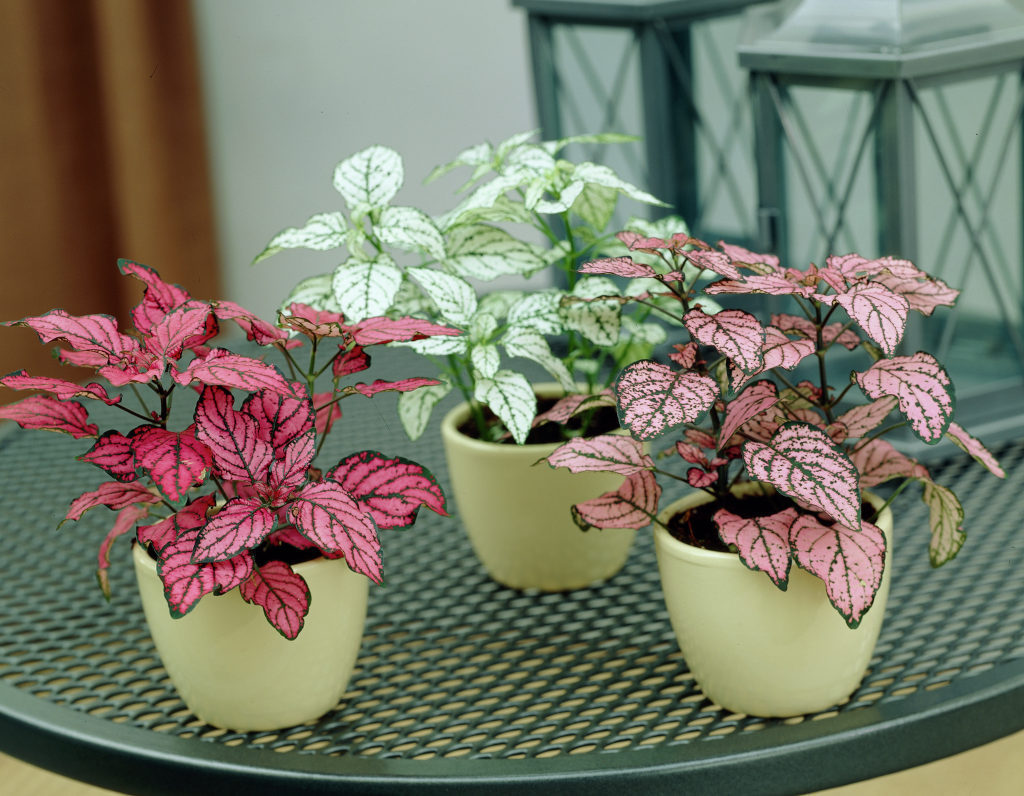 Pokloni mi cvet: Hypoestes phyllostachya