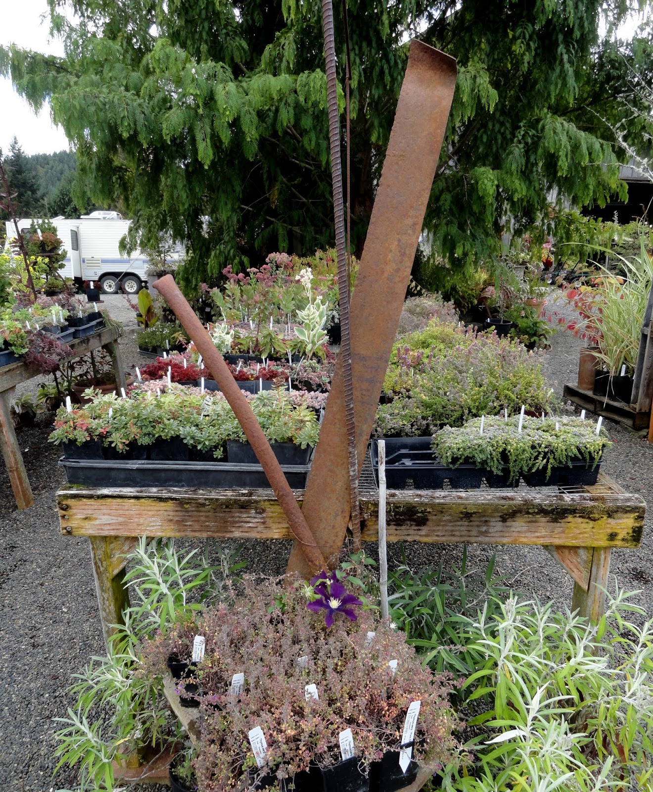 danger garden: Joy Creek Nursery wears Autumn well...
