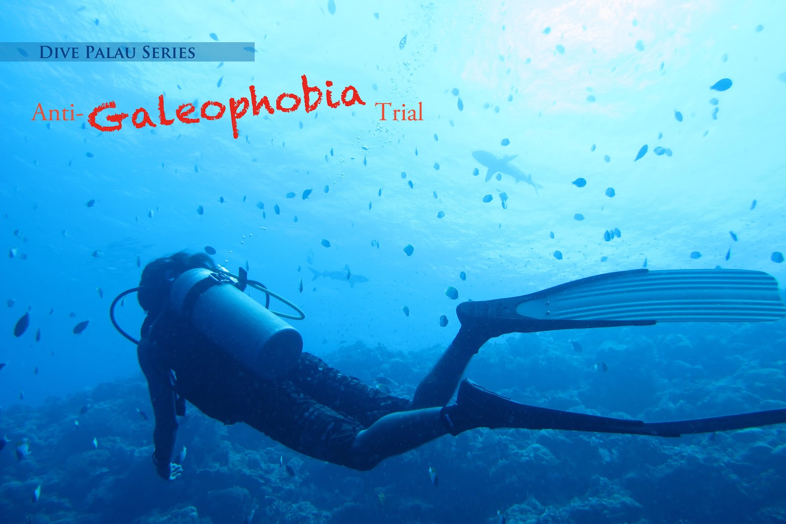 At Palau!!!: [At Palau!!!] Vol. 43---《Special Topic》Anti-Galeophobia Trial