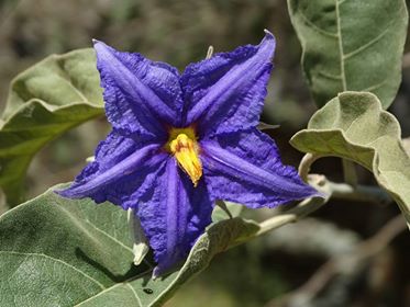 Meu Cantinho Verde: LOBEIRA, FRUTA-DO-LOBO - ( Solanum lycocarpum )