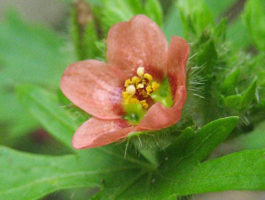 Discovering His Creation: Carolina Bristle Mallow (Modiola Caroliniana)