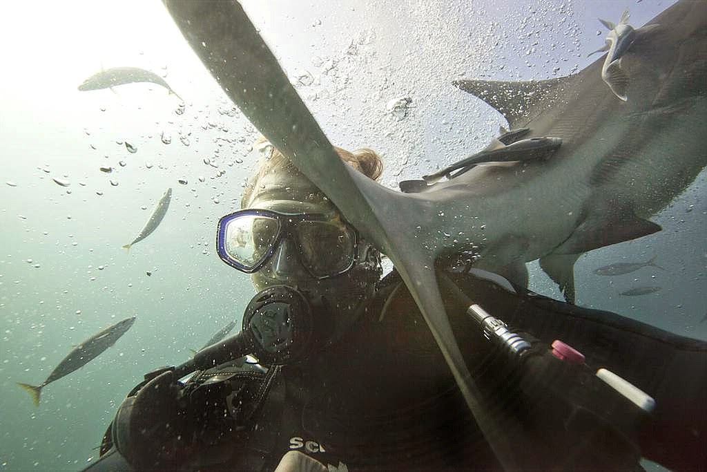 The Best Shark Dive in the World!: Shark Conservation in South Africa?