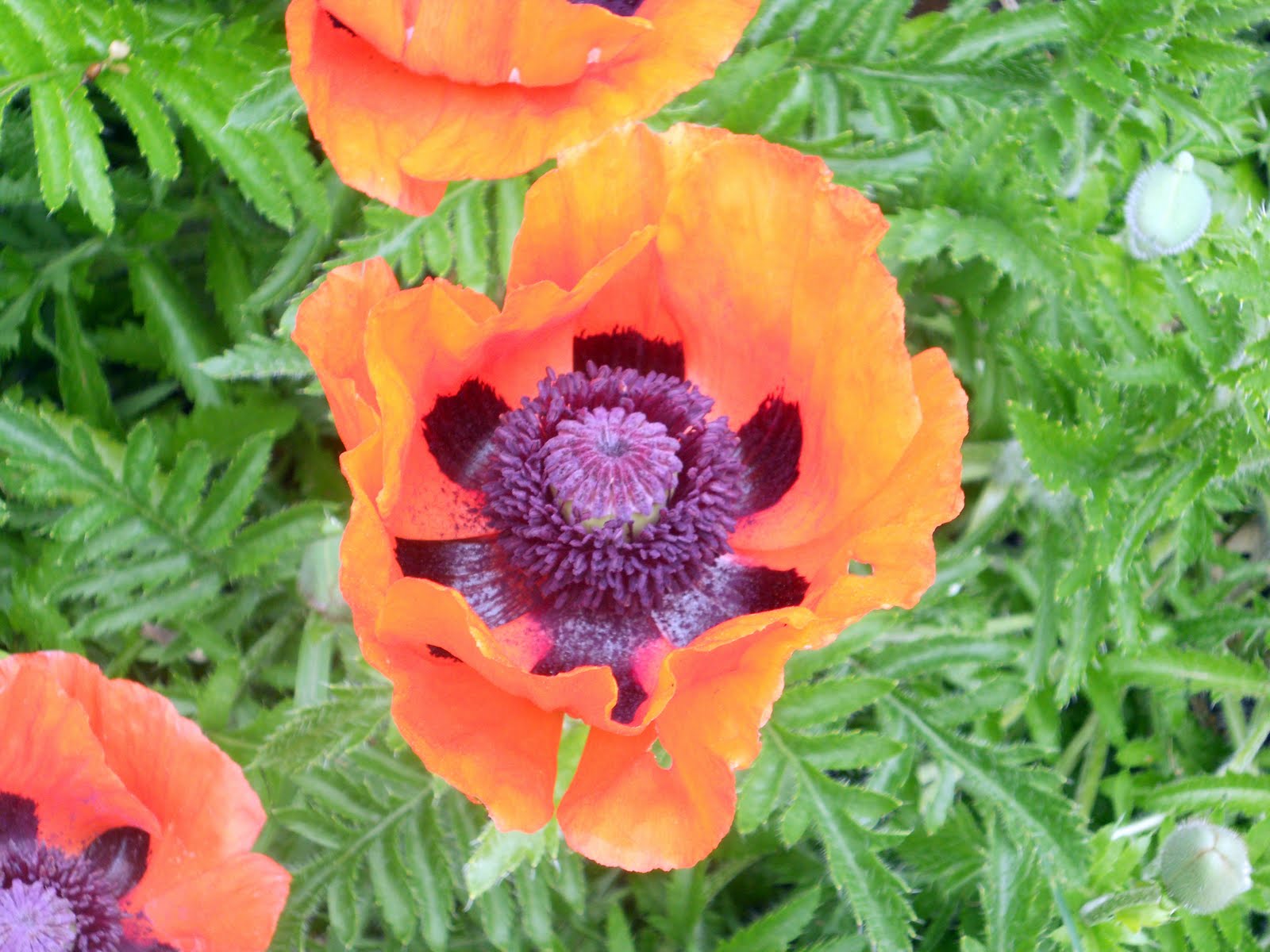 The Mad Recycler: Poppies & Pinterest