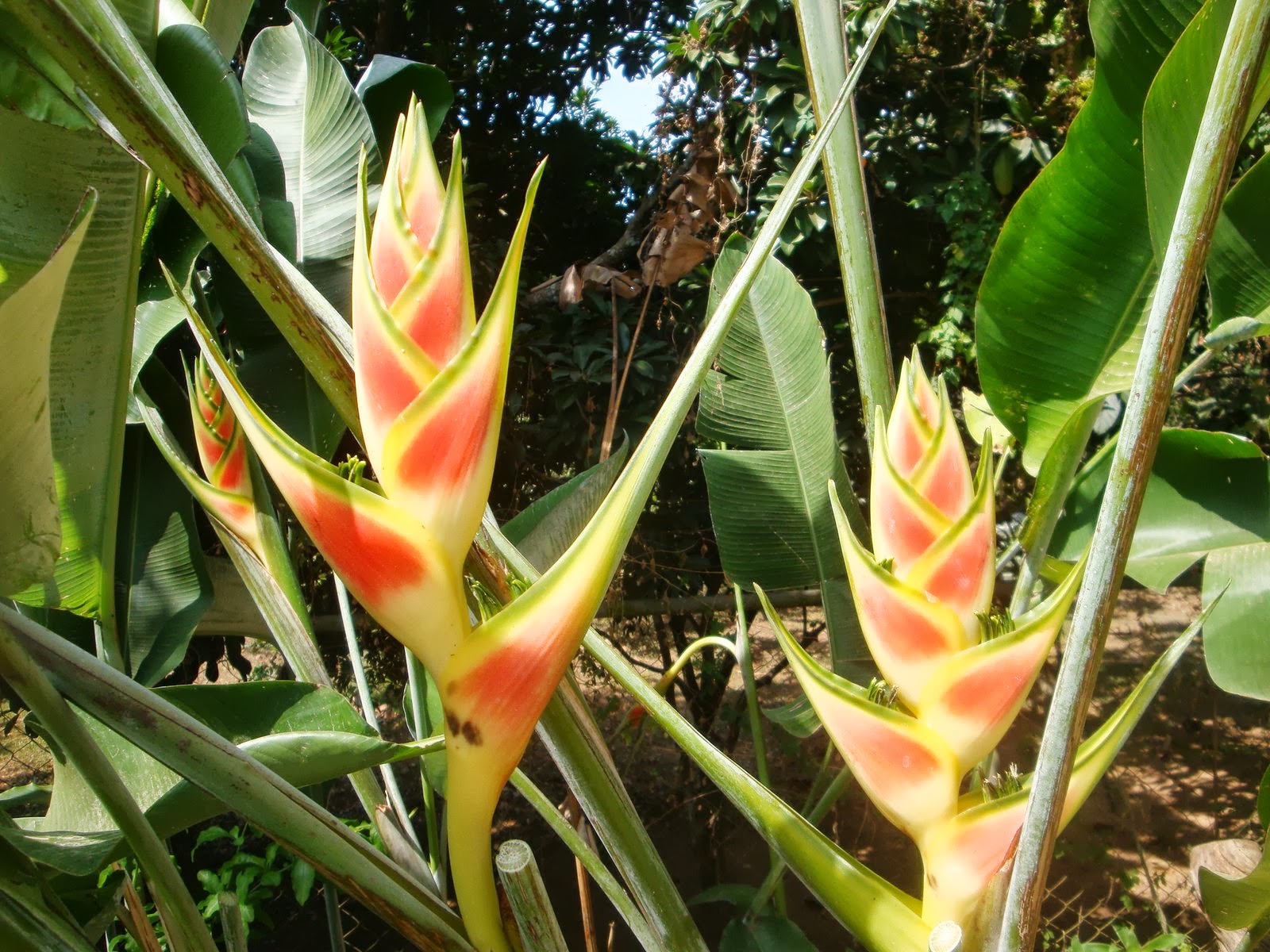 natural: Heliconia wagneriana o platanillo