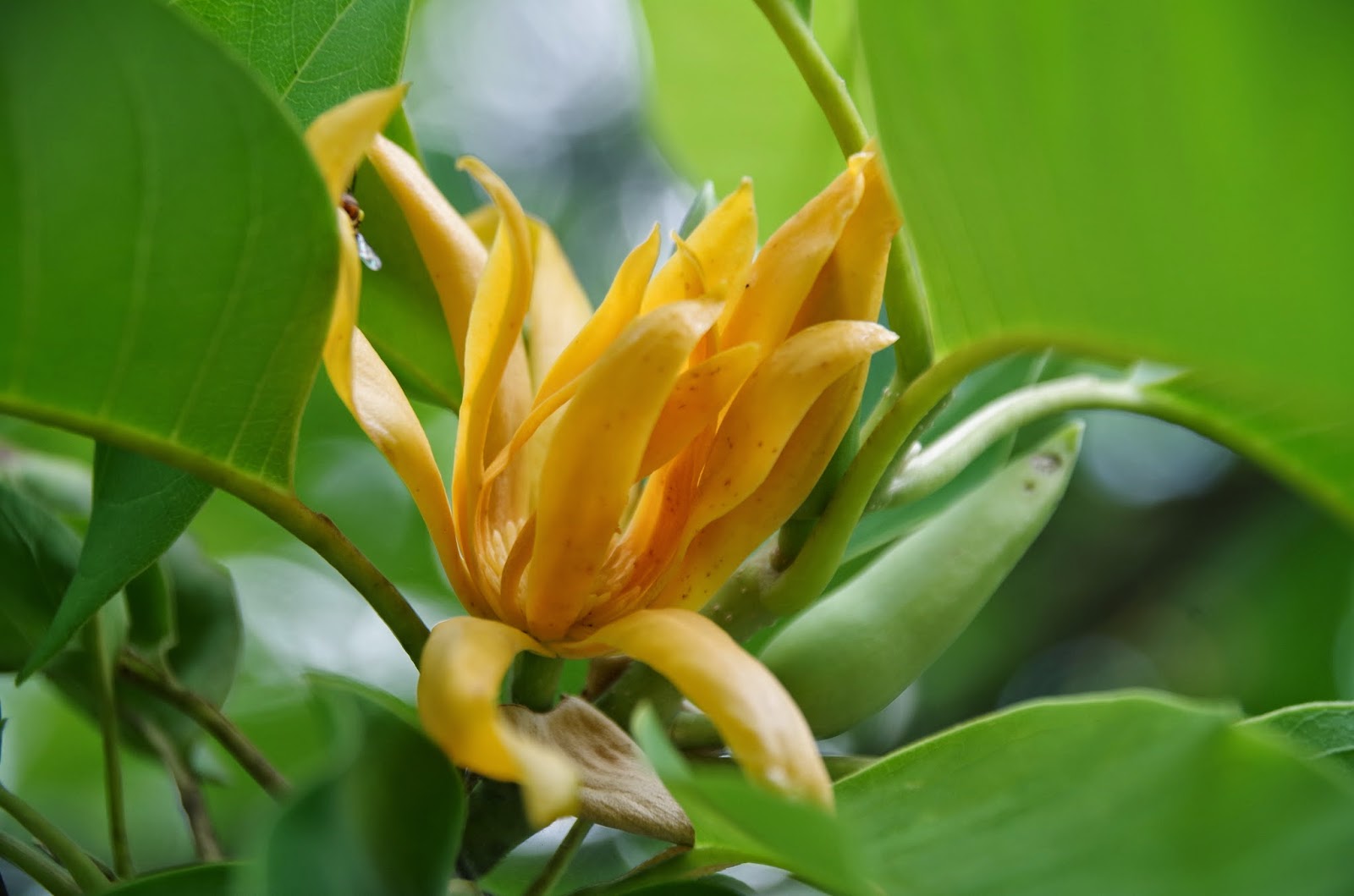 Trees and Plants: Cempaka, Champak