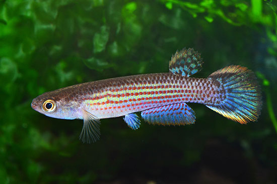 Eco-Evo Evo-Eco: A story on competition. Competition and parasites ...