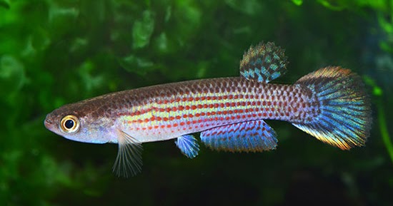 Eco-Evo Evo-Eco: A story on competition. Competition and parasites ...