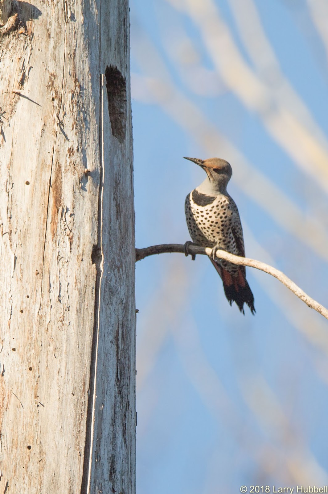Laurelhurst Blog: All About Flickers