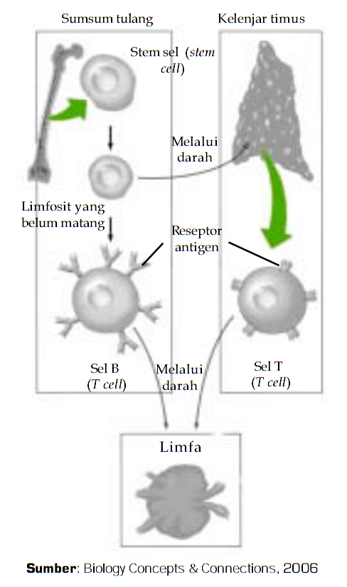 Limfosit B dan Limfosit T | MATERI | SOAL BIOLOGI SMP SMA REMBANG